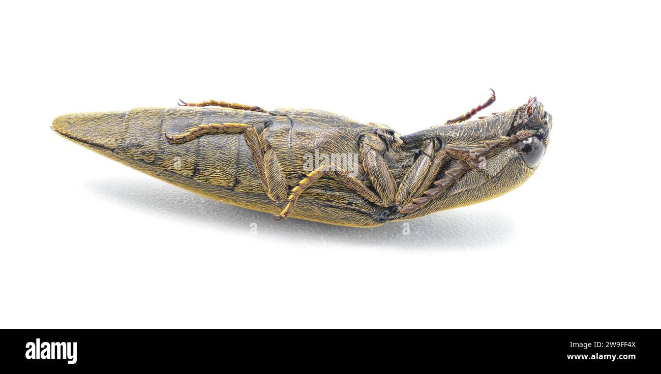 Brown Wireworm - Orthostethus infuscatus - is a species of click beetle ...