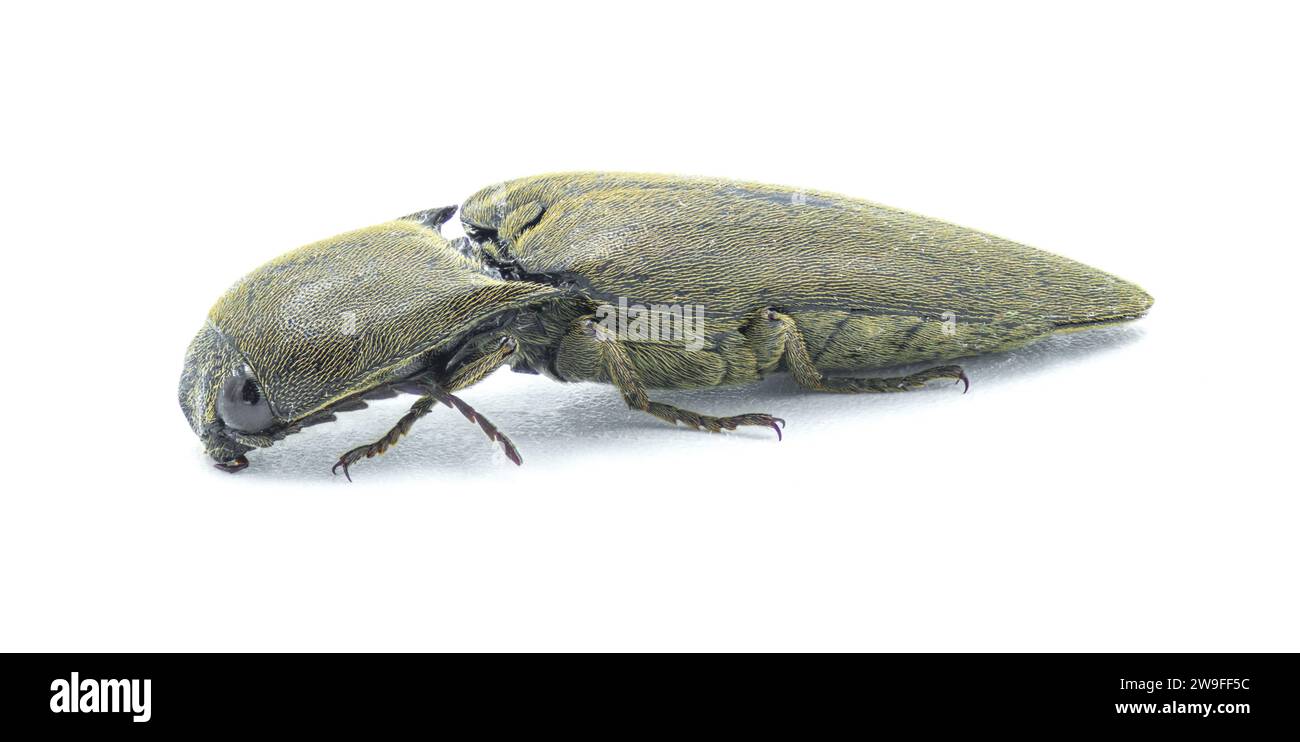 Brown Wireworm - Orthostethus infuscatus - is a species of click beetle ...