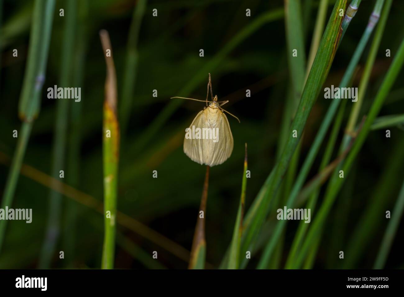 Sitochroa palealis Family Crambidae Genus Sitochroa Carrot seed moth ...