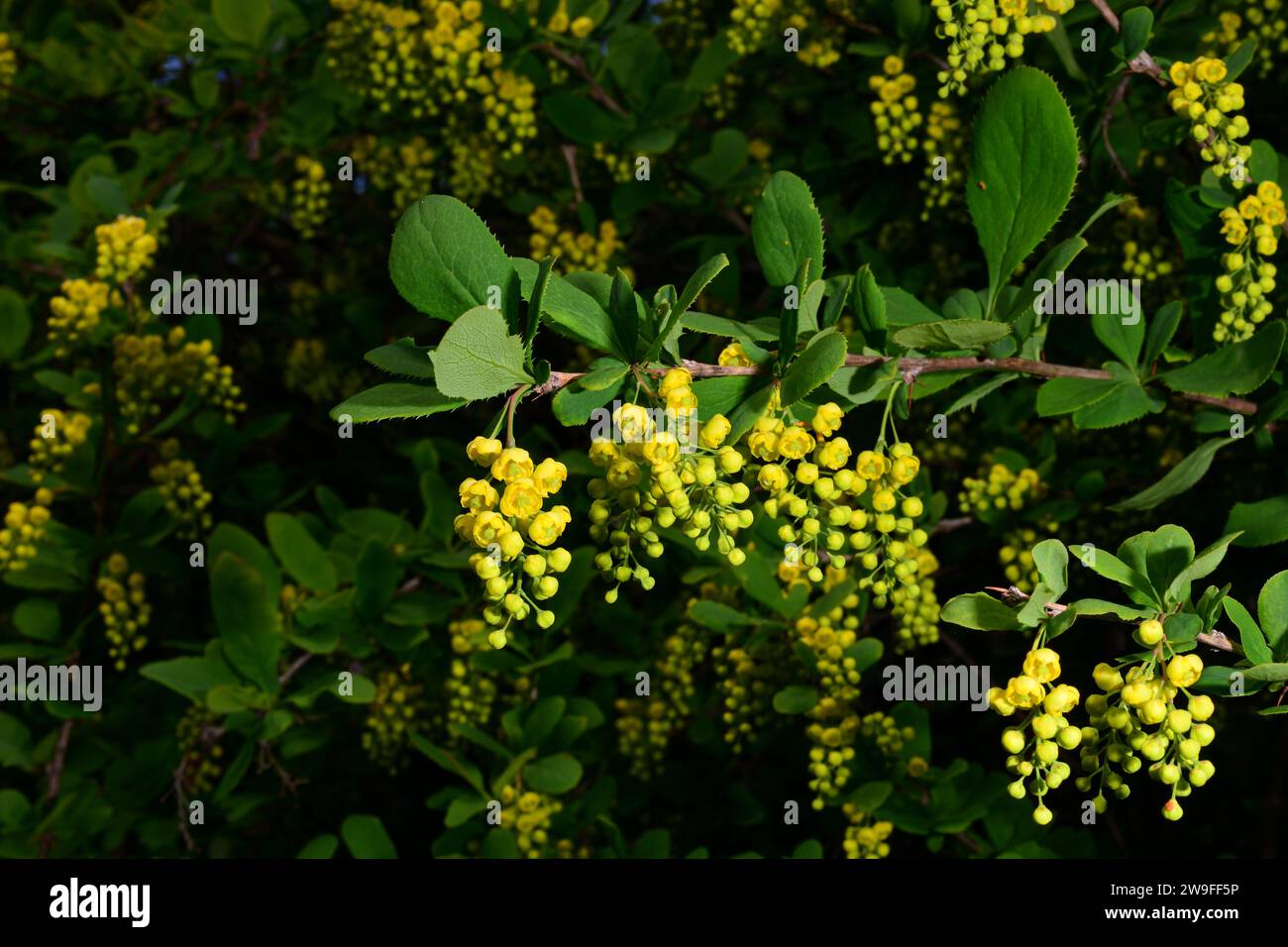 Barberry blooms in the spring garden. Small yellow flowers of barberry ...