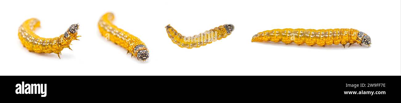 Omphalocera munroei - the Asimina pawpaw webworm moth caterpillar of ...