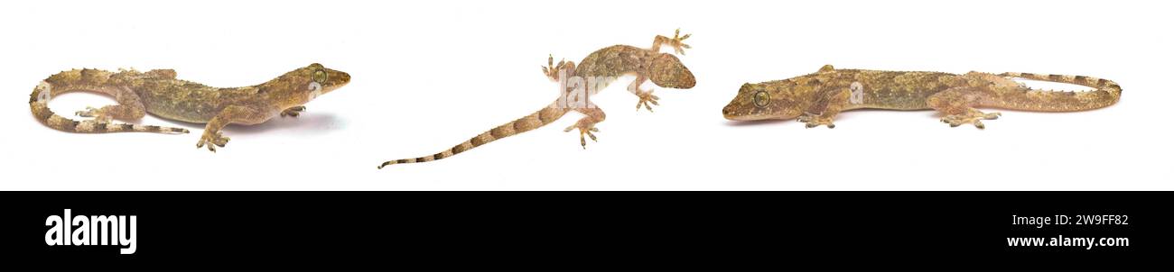 tropical, Afro American or cosmopolitan house gecko - Hemidactylus ...