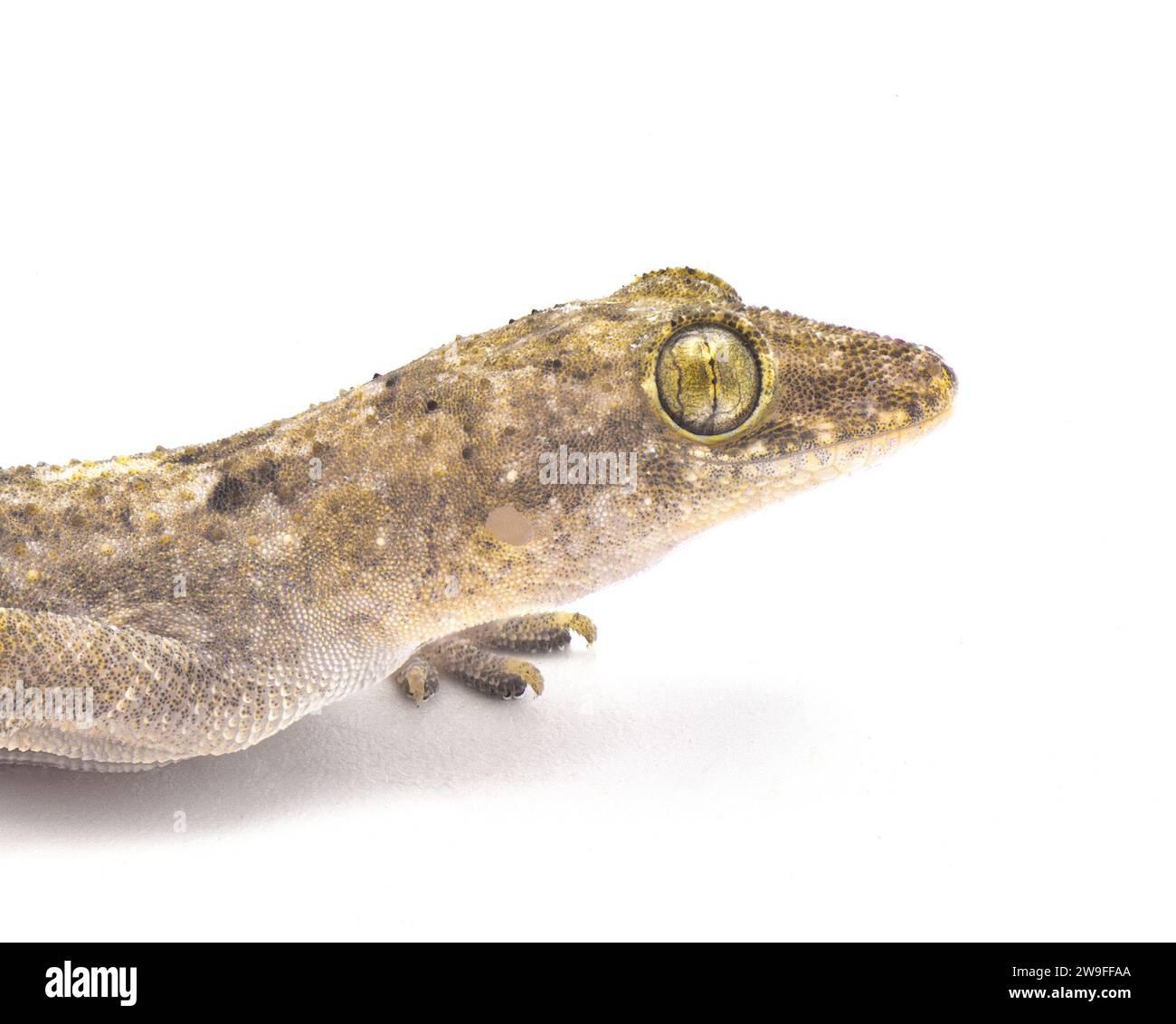tropical, Afro American or cosmopolitan house gecko - Hemidactylus ...