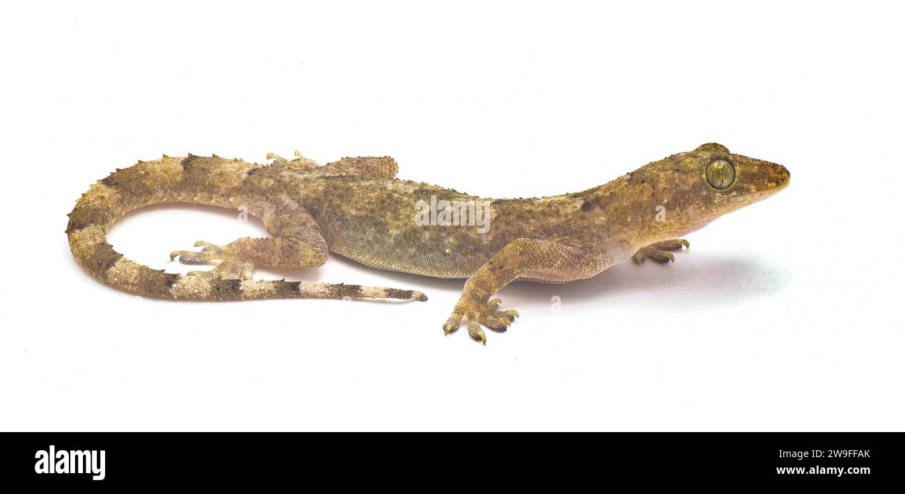 tropical, Afro American or cosmopolitan house gecko - Hemidactylus ...