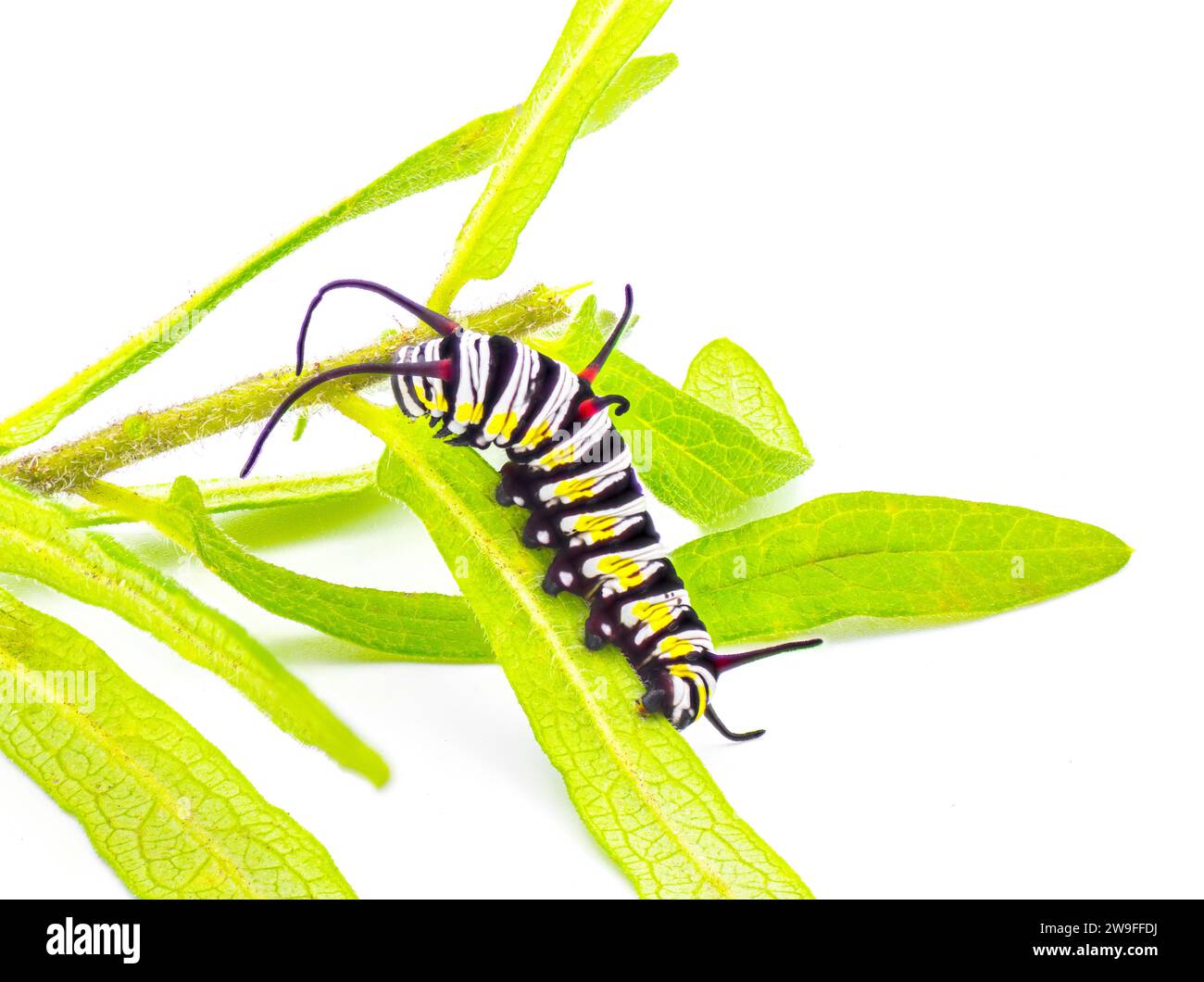 queen butterfly caterpillar - Danaus gilippus - showing stripes and ...