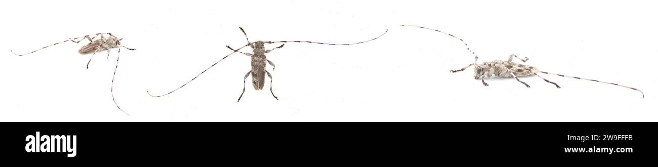 round head or Roundheaded Wood borer - Acanthocinus obsoletus - is a ...