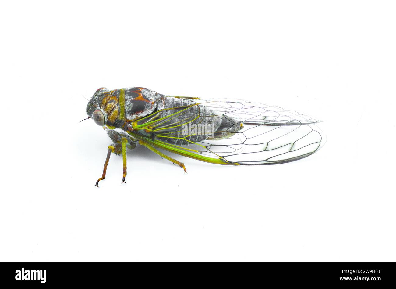 Olympic Scrub Cicada - Diceroprocta olympusa - Has the most extensive ...