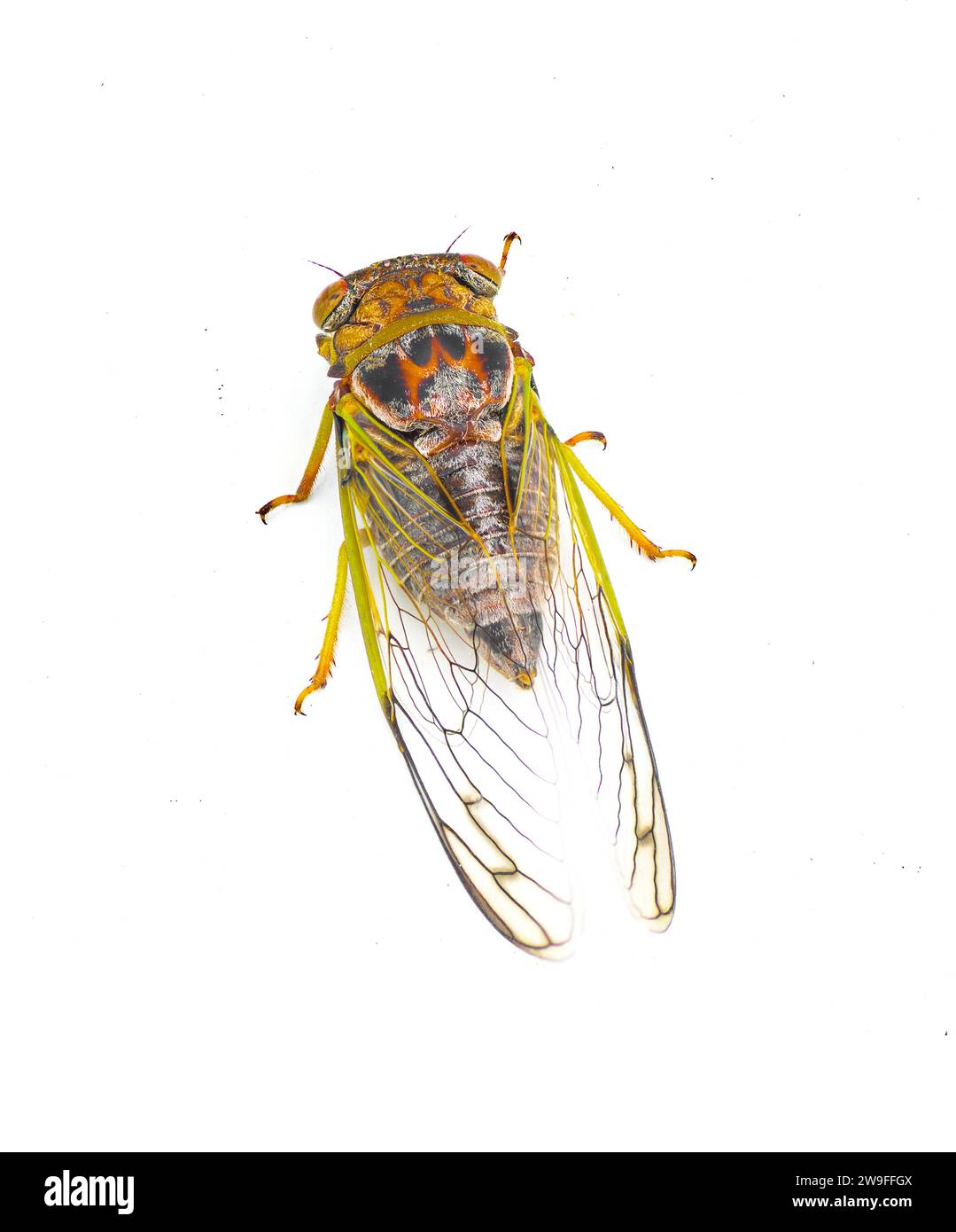 Olympic Scrub Cicada - Diceroprocta olympusa - Has the most extensive ...