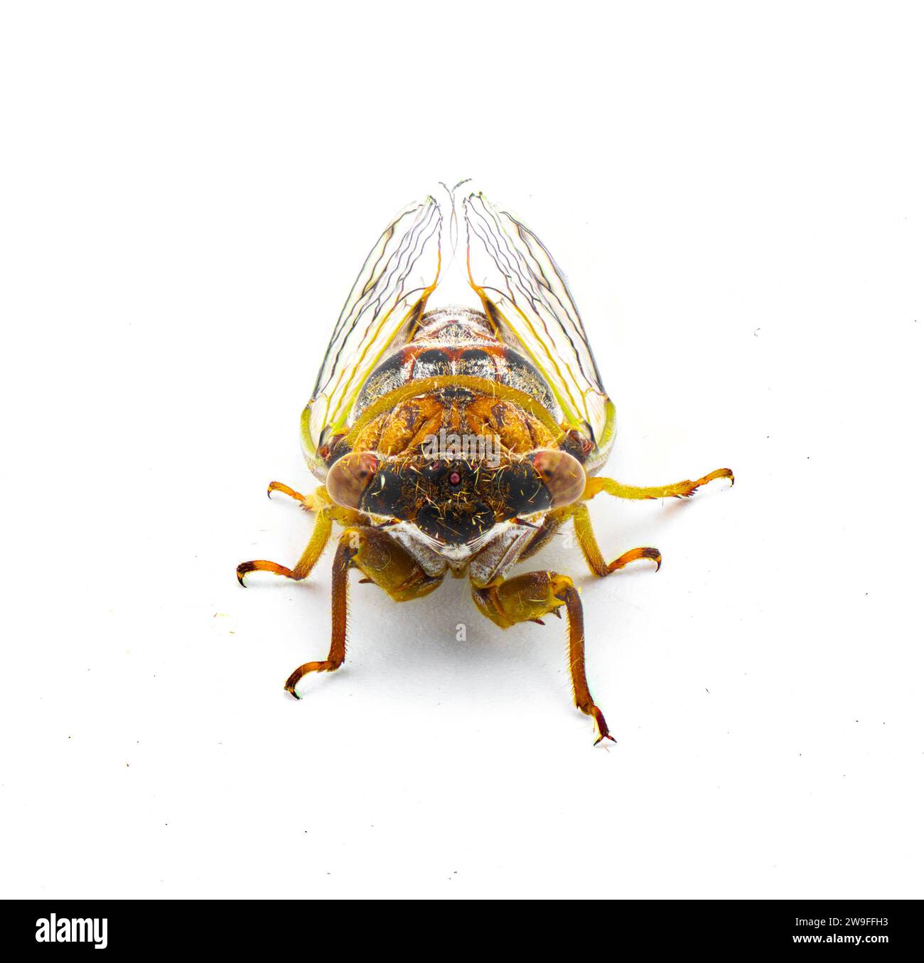 Olympic Scrub Cicada - Diceroprocta olympusa - Has the most extensive ...