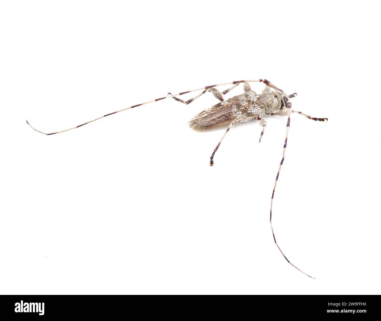 round head or Roundheaded Wood borer - Acanthocinus obsoletus - is a ...