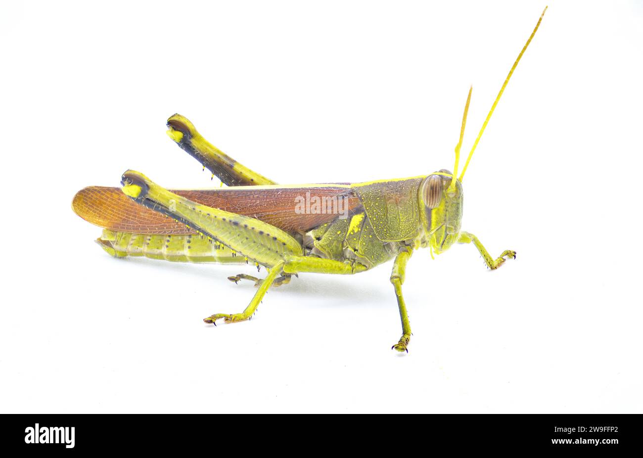 obscure bird grasshopper - Schistocerca obscura - with great detail a ...