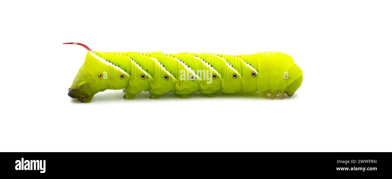 Tobacco or Goliath tomato horn worm caterpillar larval form of Carolina ...