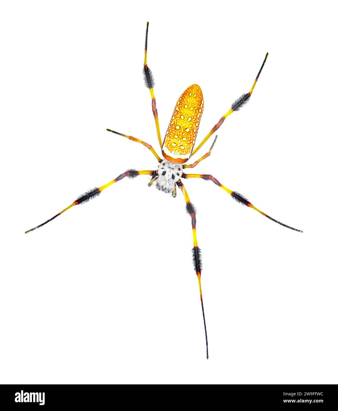 golden silk orb weaver or banana spider - Trichonephila clavipes ...