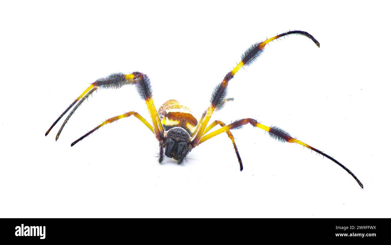 golden silk orb weaver or banana spider - Trichonephila clavipes ...
