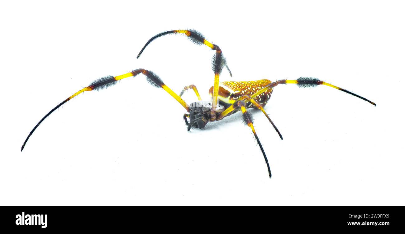 golden silk orb weaver or banana spider - Trichonephila clavipes ...