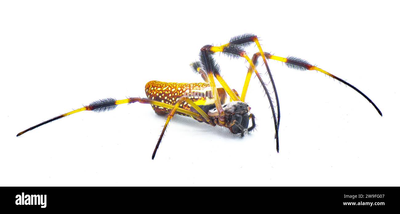 golden silk orb weaver or banana spider - Trichonephila clavipes ...