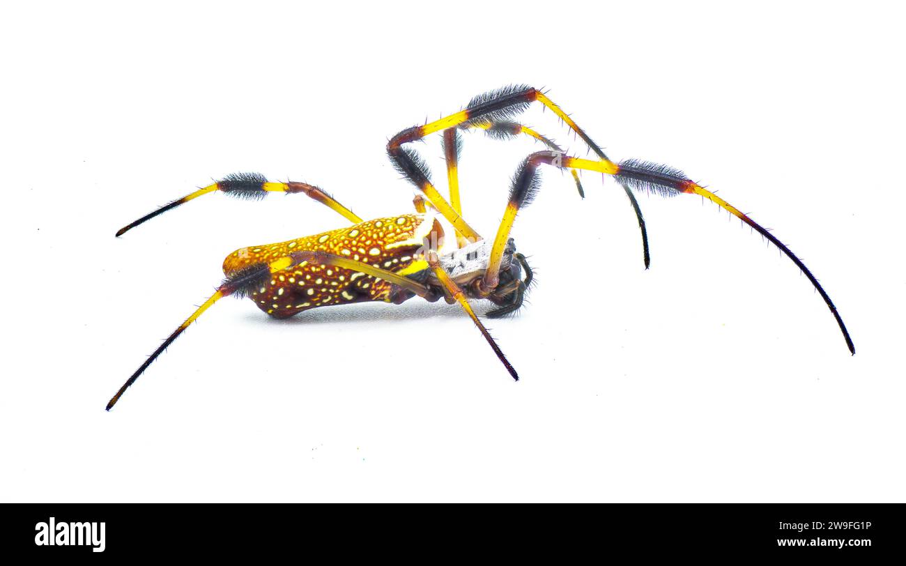 golden silk orb weaver or banana spider - Trichonephila clavipes ...