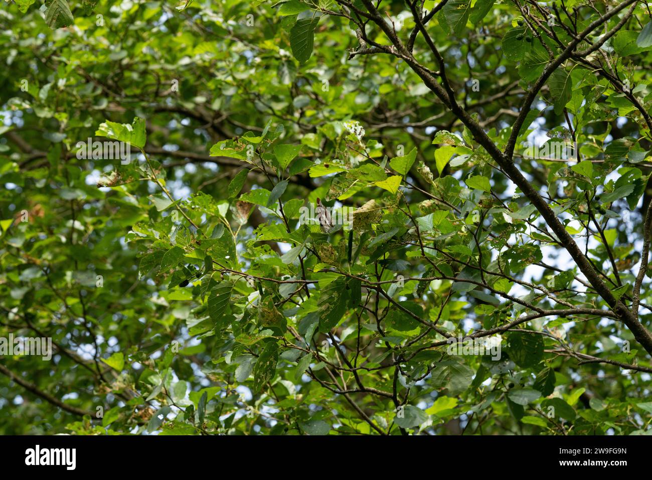 Apatura iris Family Nymphalidae Genus Apatura Purple emperor butterfly ...