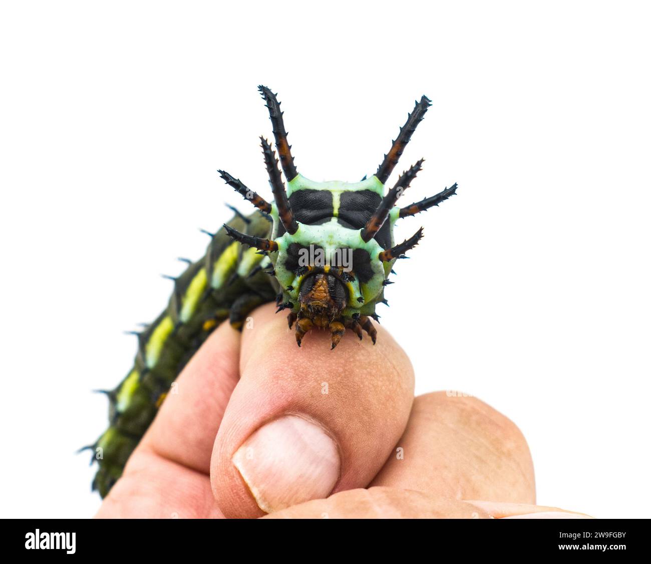 hickory horned devil - Citheronia regalis - larva form of regal or ...