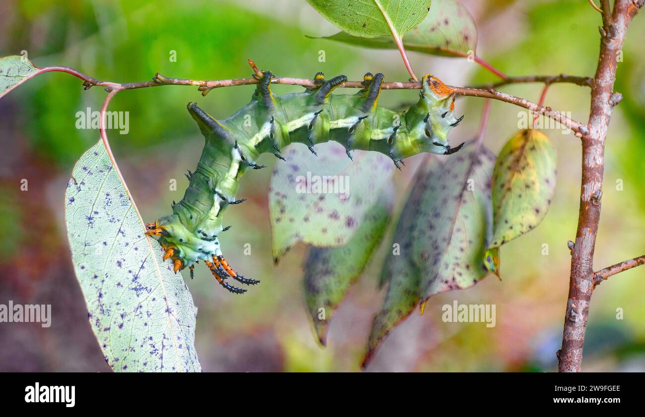 hickory horned devil - Citheronia regalis - larva caterpillar form of ...