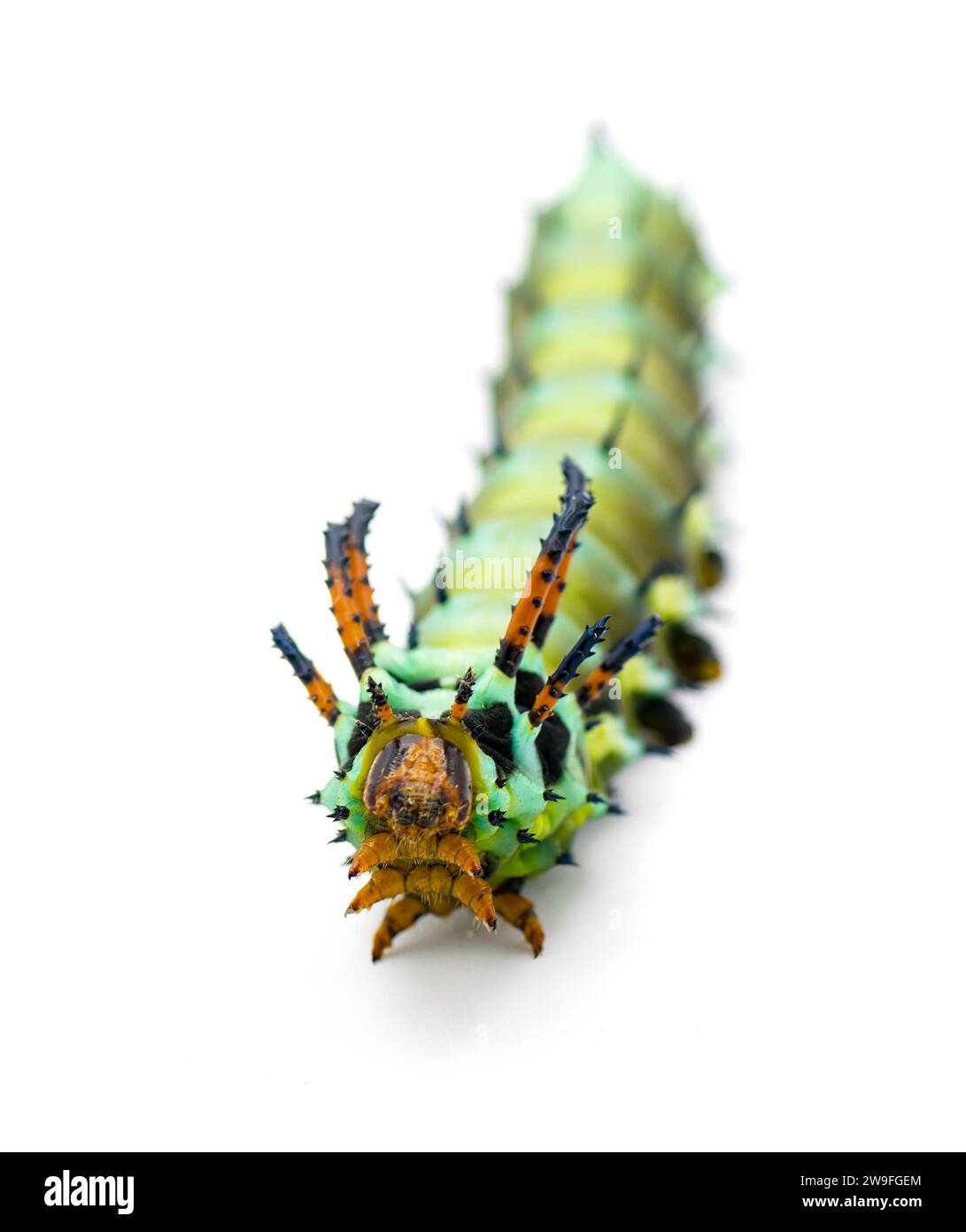 hickory horned devil - Citheronia regalis - larva caterpillar form of ...