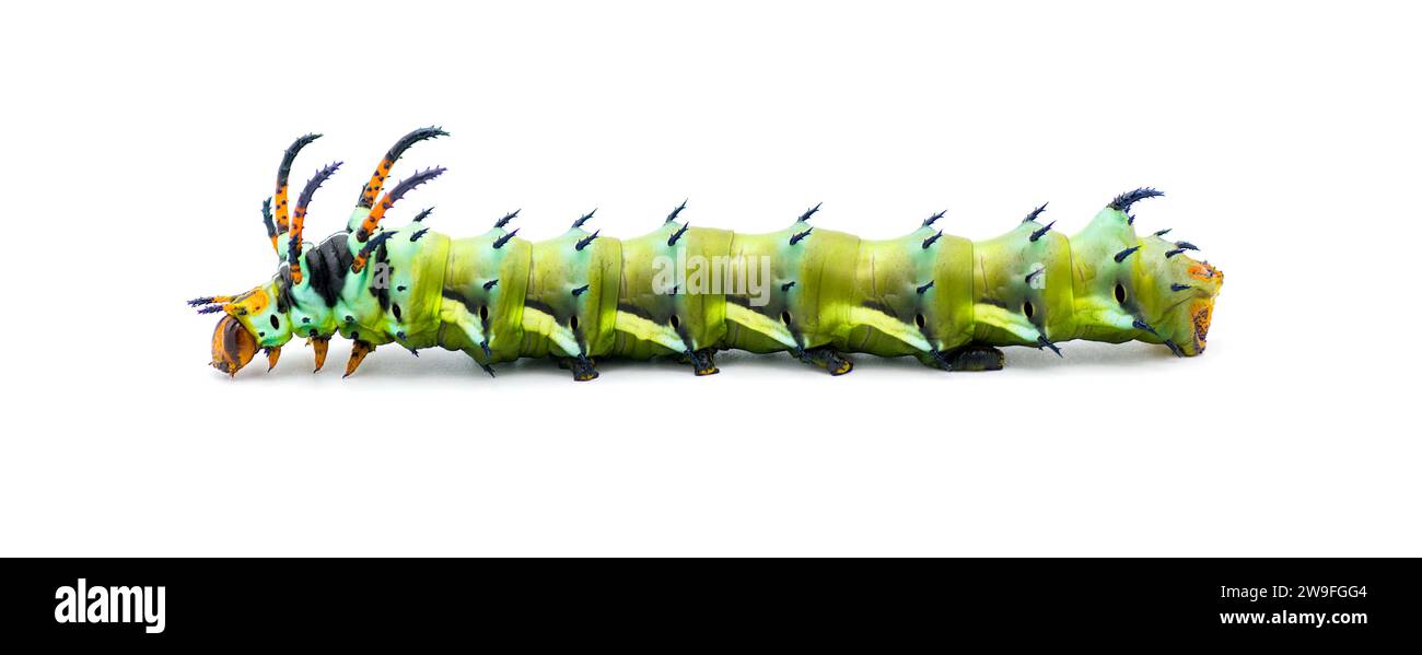 hickory horned devil - Citheronia regalis - larva caterpillar form of ...