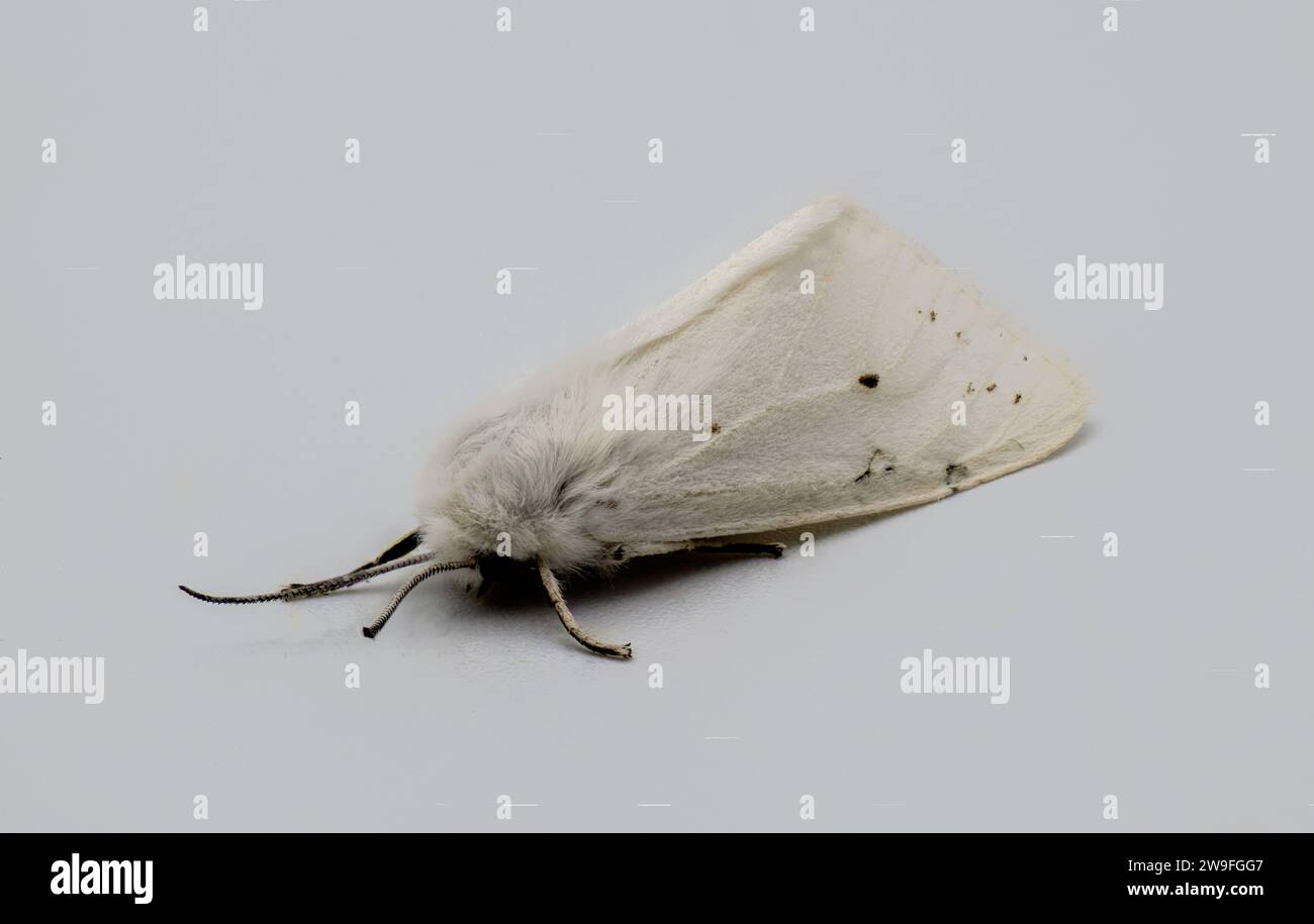 salt marsh moth or acrea moth - Estigmene acrea - isolated on white ...