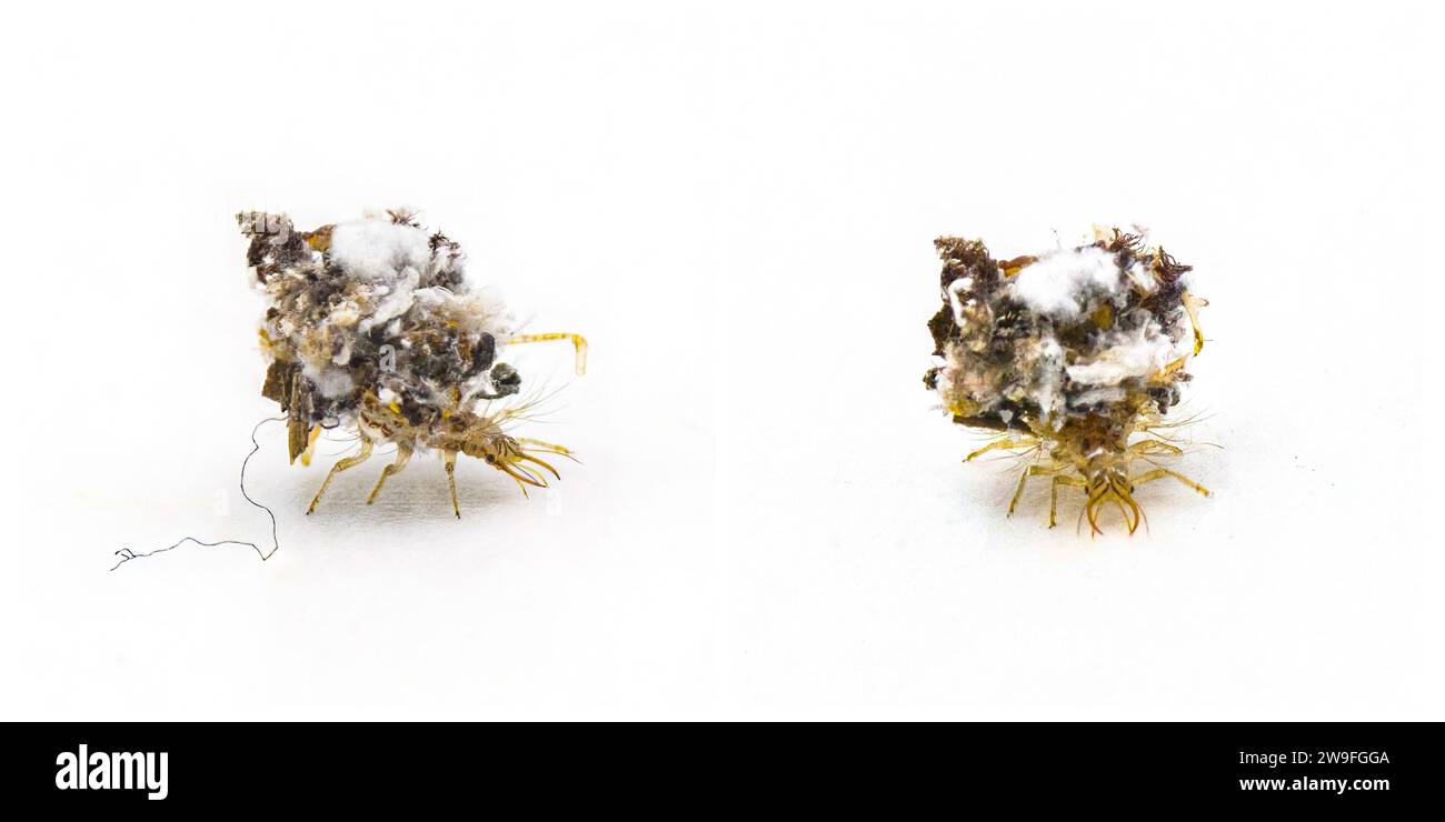 Green Lacewing Larva of the Family Chrysopidae Aka junk, garbage or ...