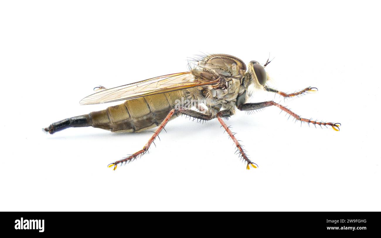 Robber fly Isolated on white background. Proctacanthus longus a species ...