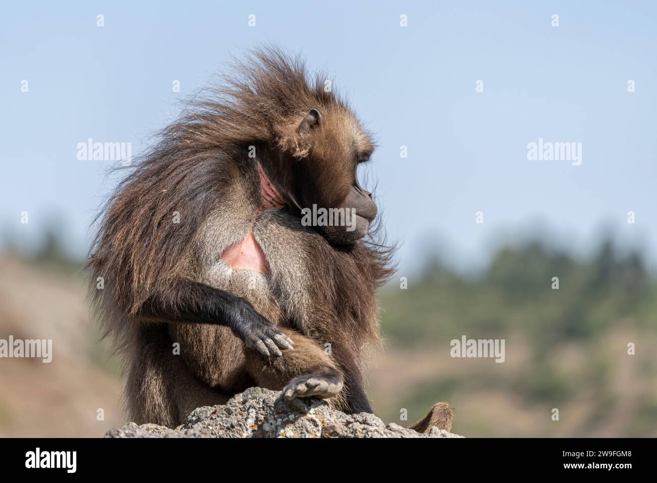 Alpha male of endemic animal Gelada monkey, Theropithecus gelada ...