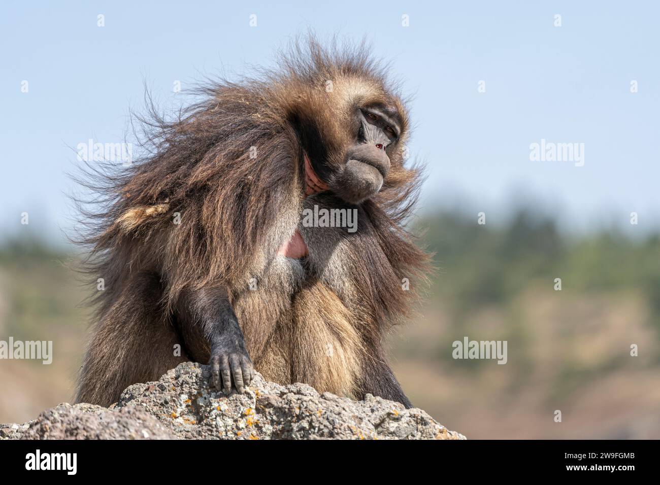 Alpha male of endemic animal Gelada monkey, Theropithecus gelada ...