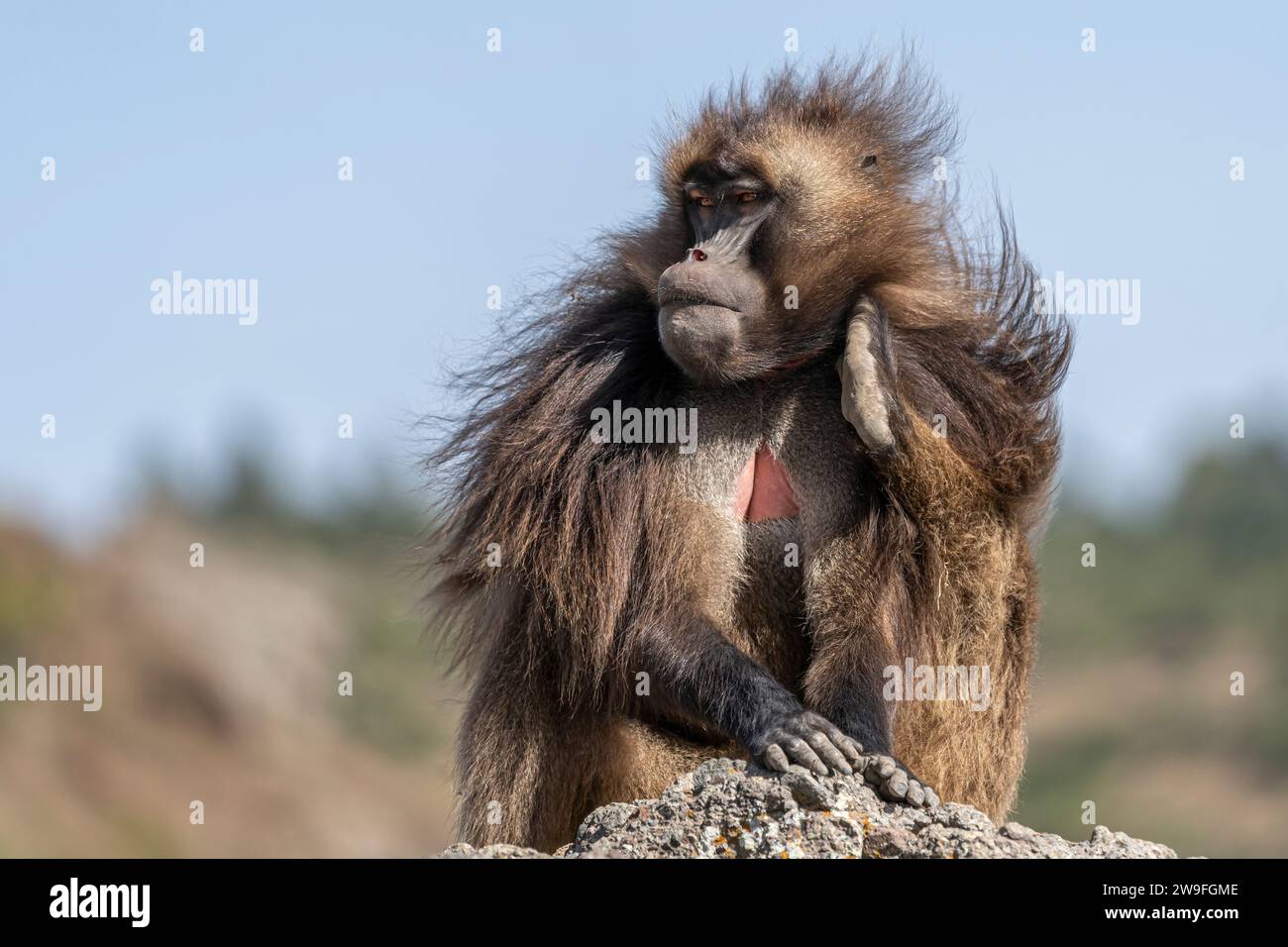 Alpha male of endemic animal Gelada monkey, Theropithecus gelada ...