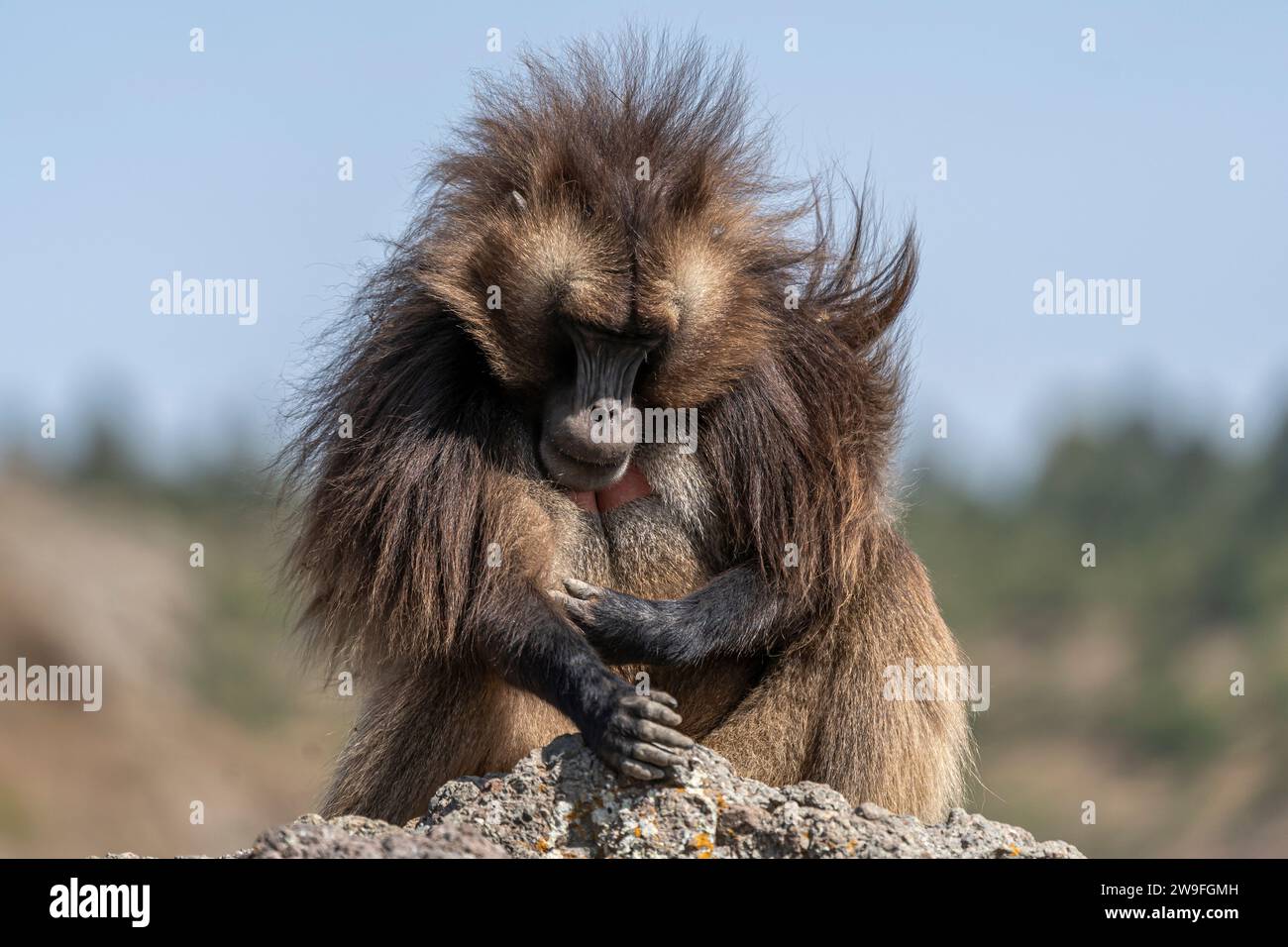 Alpha male of endemic animal Gelada monkey, Theropithecus gelada ...