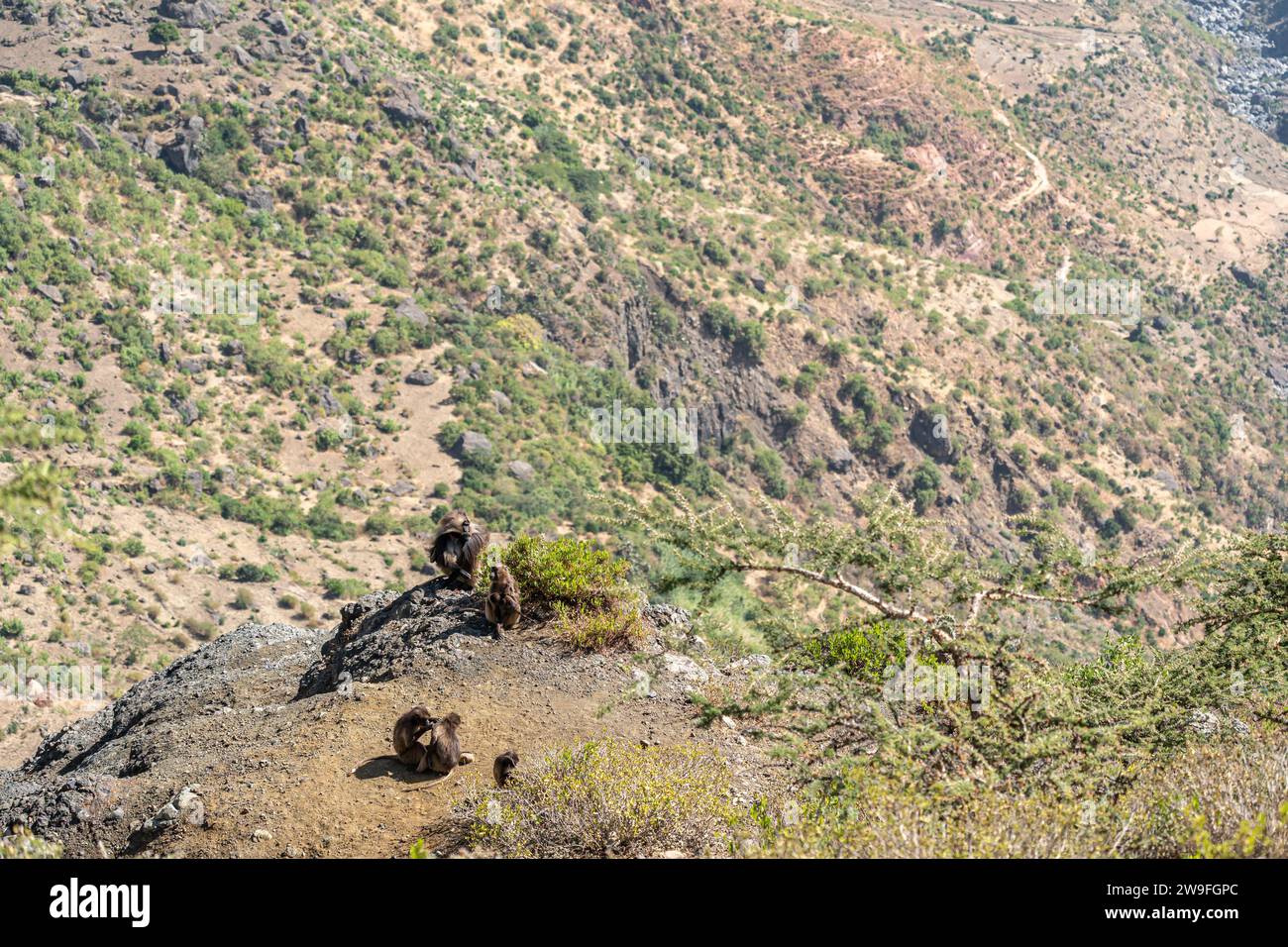 Gelada baboons in national park hi-res stock photography and images - Alamy