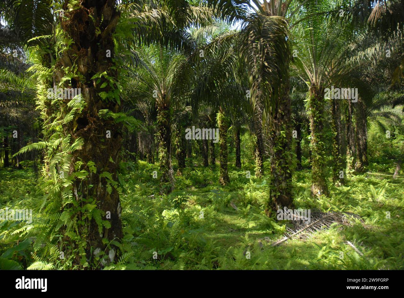 Dende oil hi-res stock photography and images - Alamy