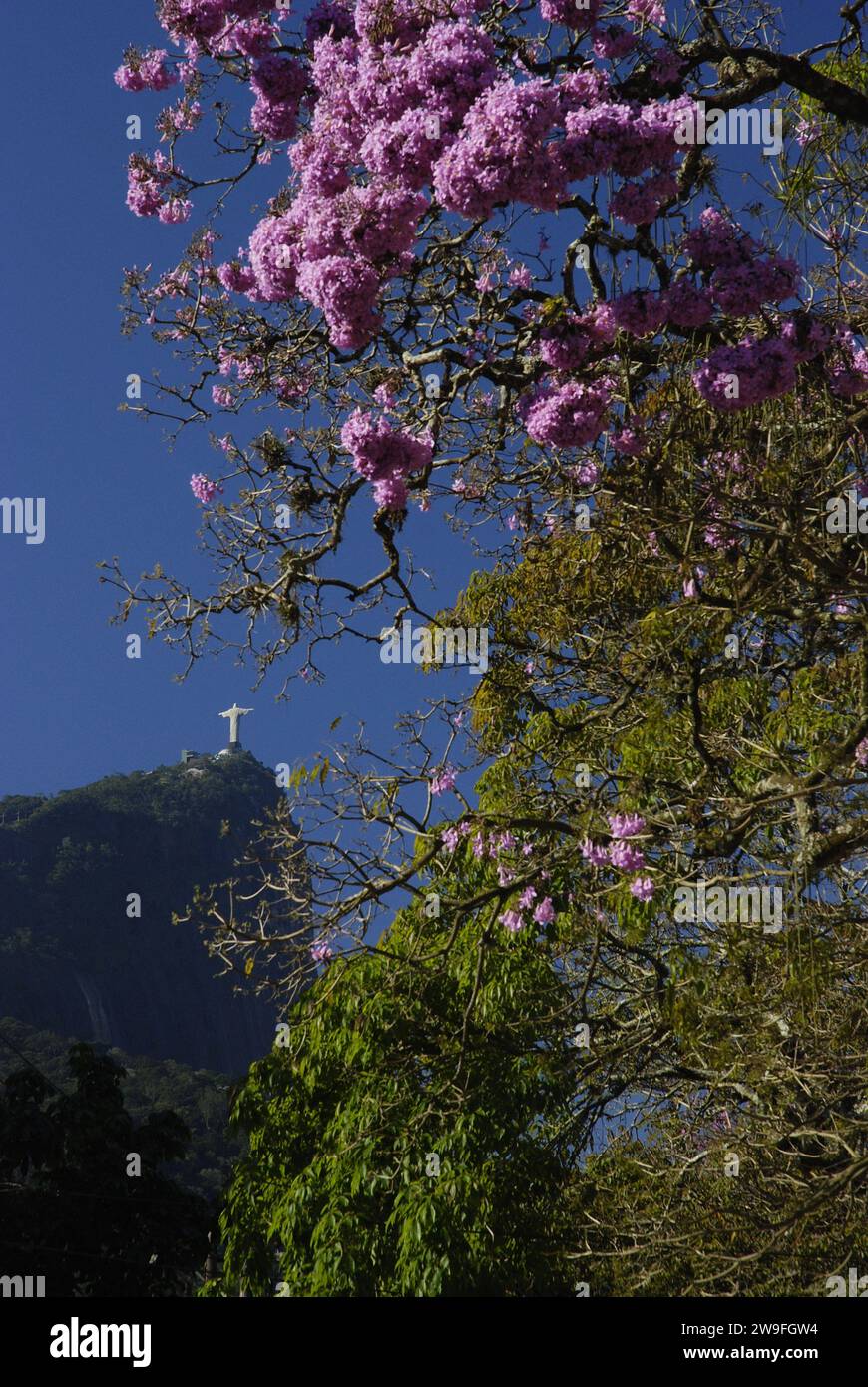 Trumpet trees roxo hi-res stock photography and images - Alamy
