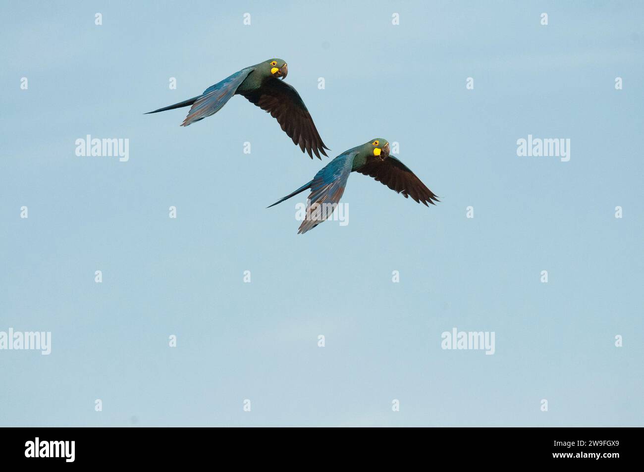 Arara azul de lear hi-res stock photography and images - Alamy