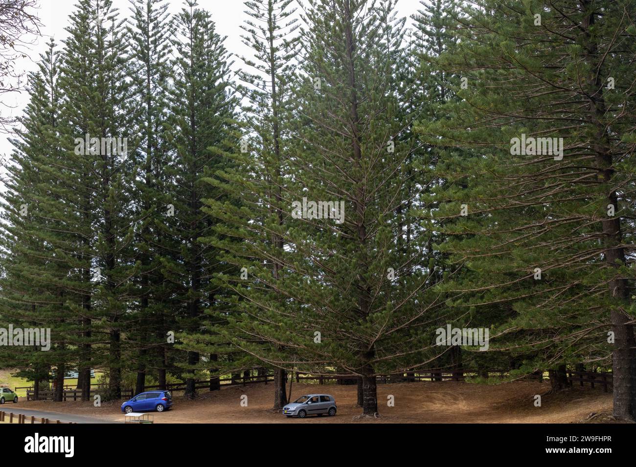 Norfolk Island Pine trees at Emily Bay, Norfolk Island Stock Photo - Alamy