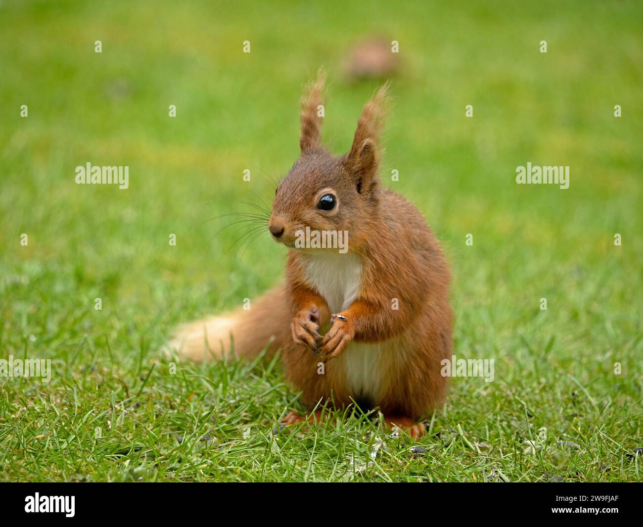 closeup of adult wild native Red Squirrel on short turf in Cumbria ...