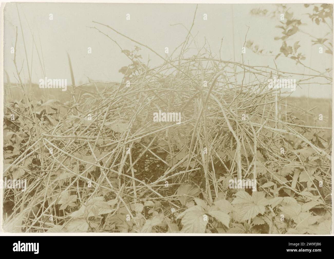 Eksternest in thorn branches near the Naardermeer, Richard Tepe, c ...