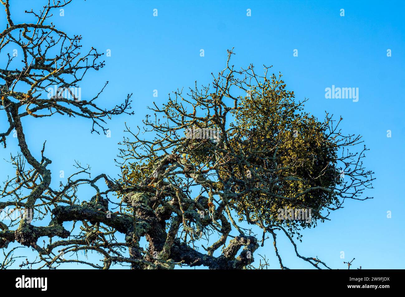 Parasitic plants on trees hi-res stock photography and images - Alamy