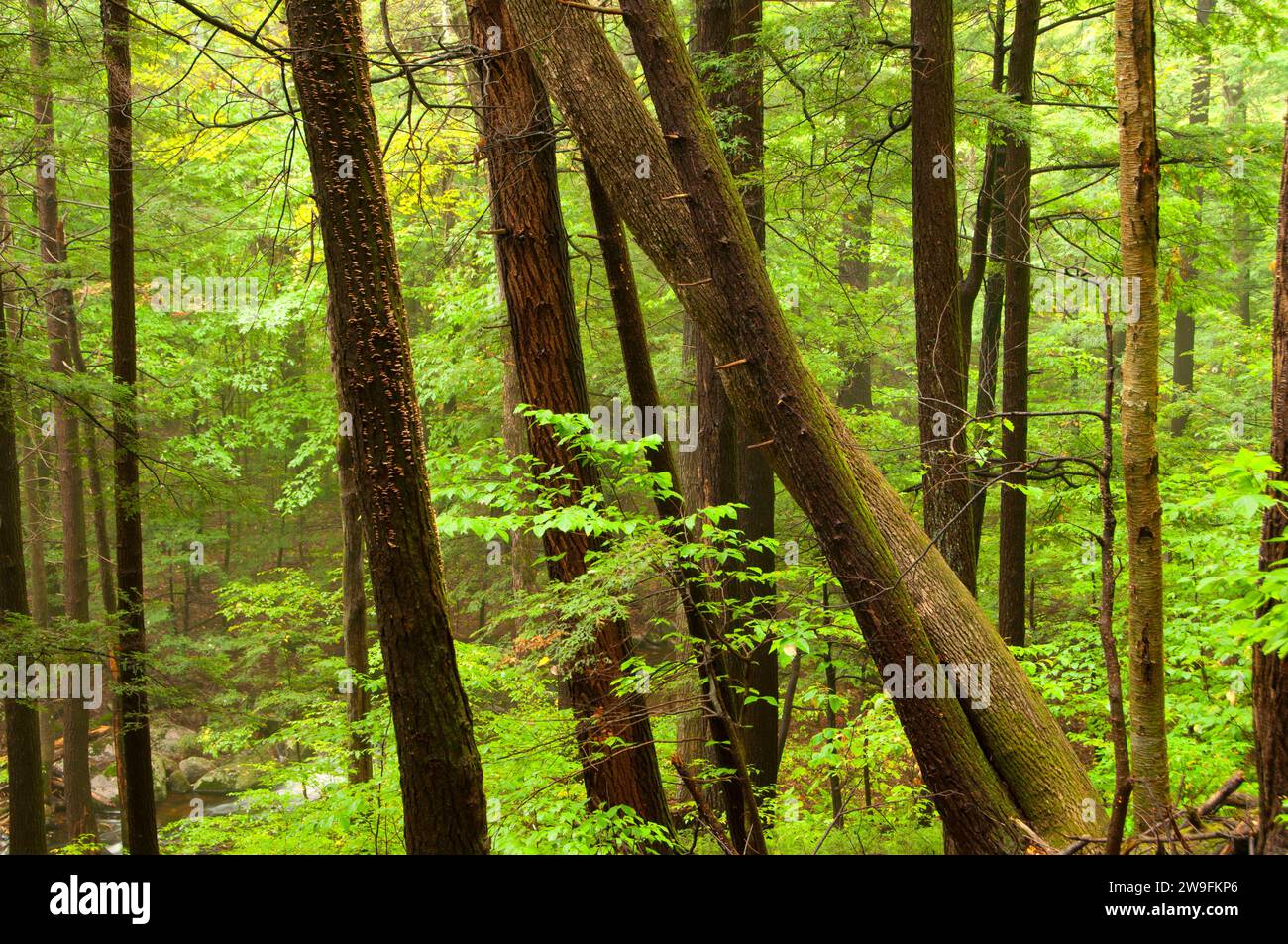 Forest along Falls Brook Trail, Tunxis State Forest, Connecticut Stock ...