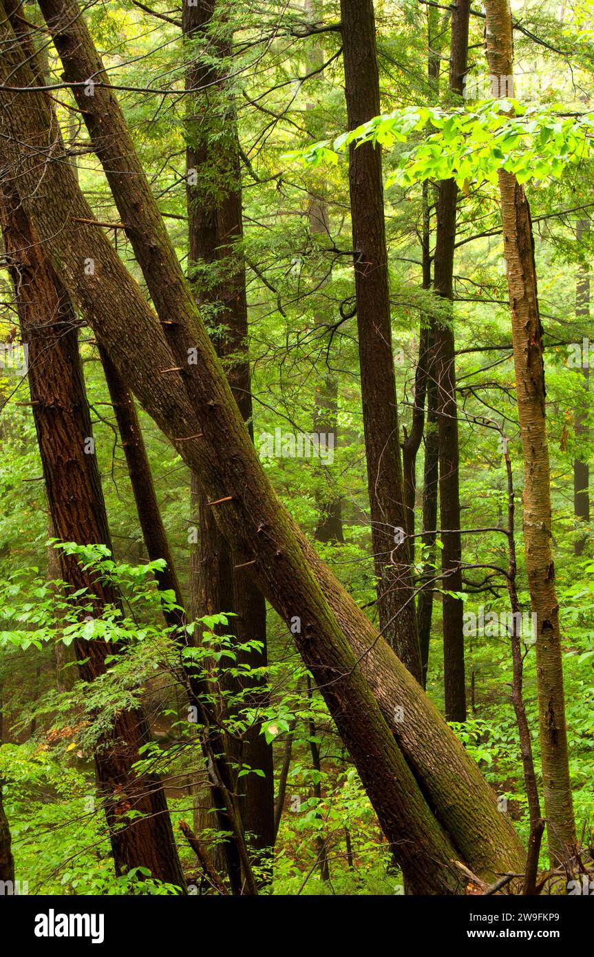 Forest along Falls Brook Trail, Tunxis State Forest, Connecticut Stock ...