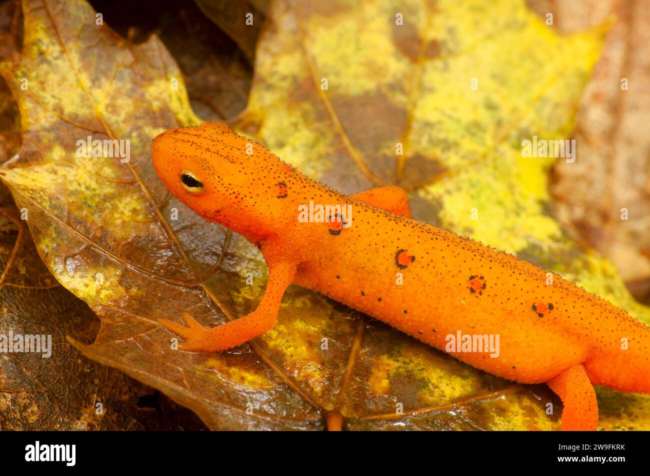 Red eft, Tunxis State Forest, Connecticut Stock Photo - Alamy