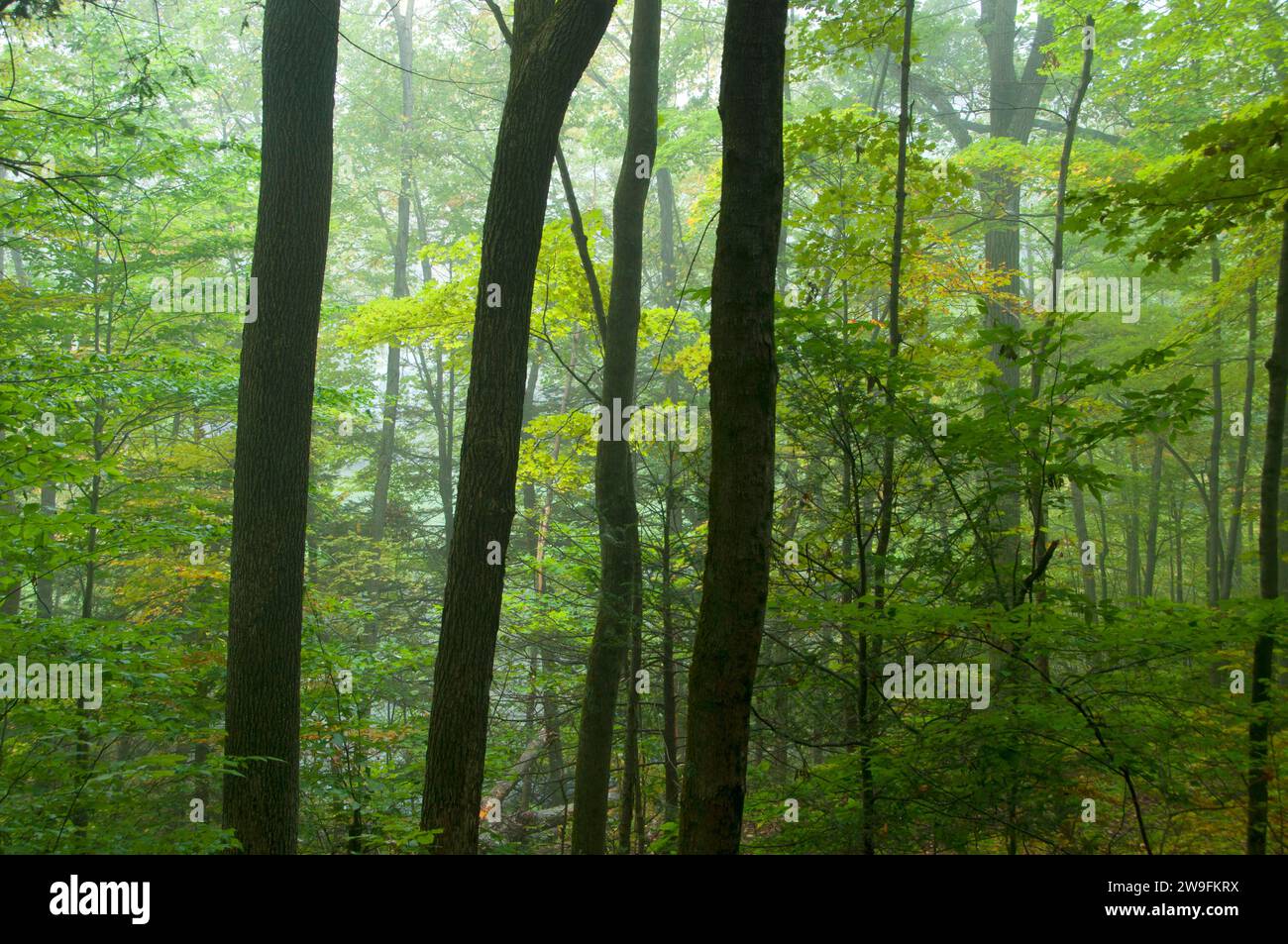 Hardwood forest, Penwood State Park, Connecticut Stock Photo - Alamy