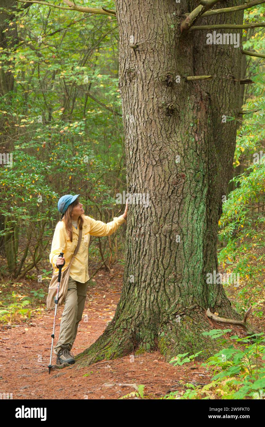 Hiking trail, Great Pond State Forest, Connecticut Stock Photo - Alamy