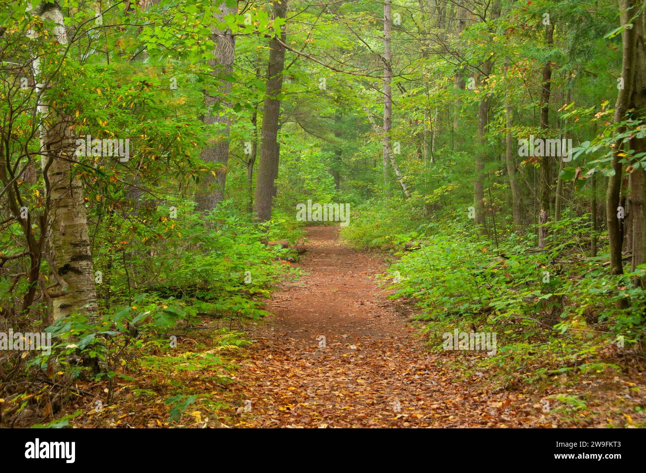Hiking trail, Great Pond State Forest, Connecticut Stock Photo - Alamy