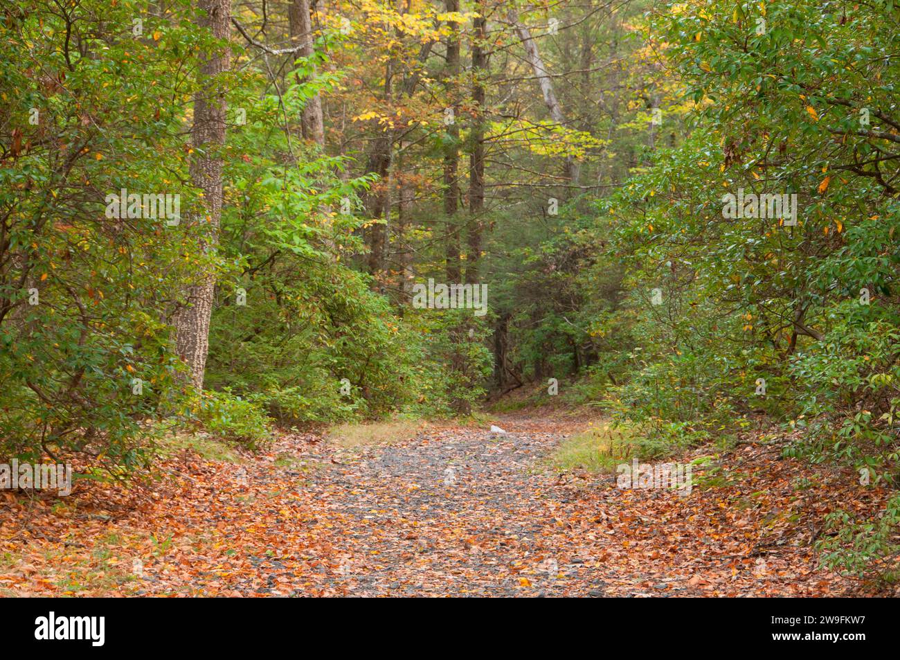 White Trail, Case Mountain Recreation Area, Manchester, Connecticut ...