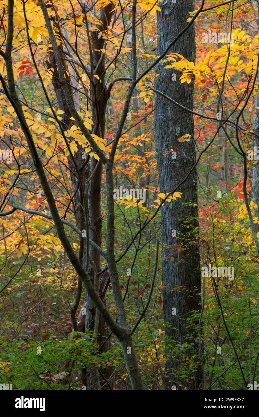 Shade Swamp forest, Shade Swamp Sanctuary, Connecticut Stock Photo - Alamy