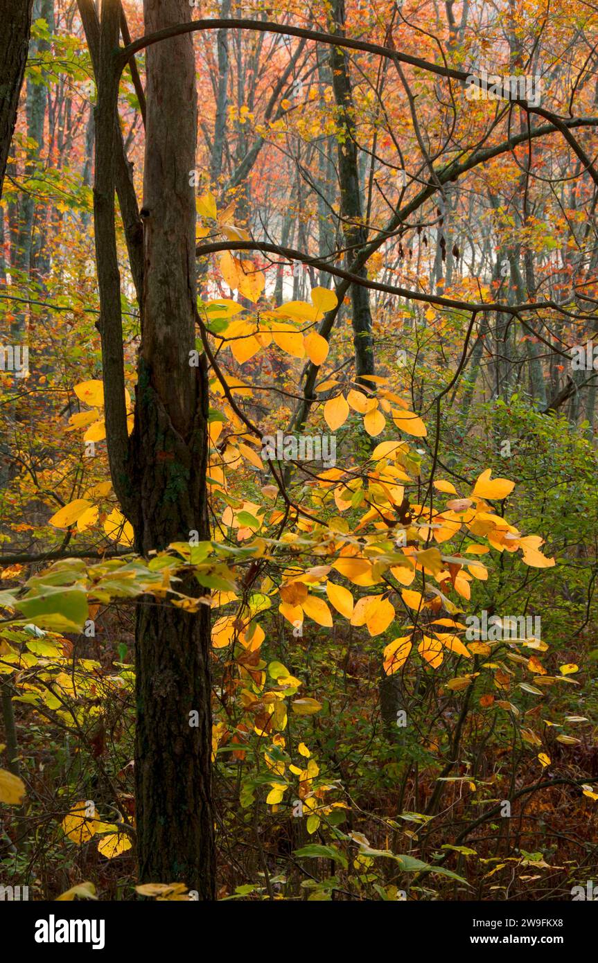 Shade Swamp forest, Shade Swamp Sanctuary, Connecticut Stock Photo - Alamy